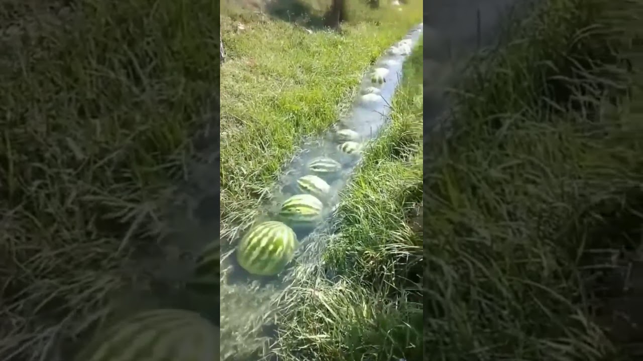 Watermelon river!?😳😳 #whatisthis #amazing - YouTube