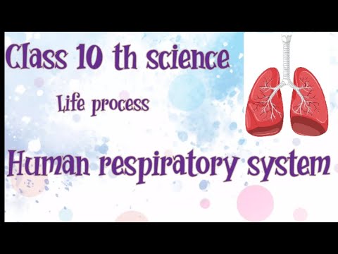 Human respiratory system -life process class 10th science biology ...
