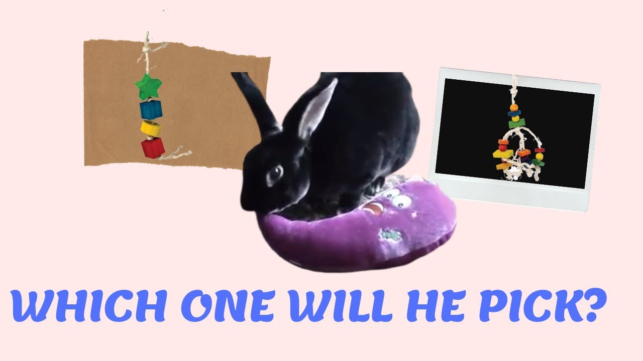 OXBOW TOY REVIEW FROM A BUNNY'S POINT OF VIEW🐇 - YouTube