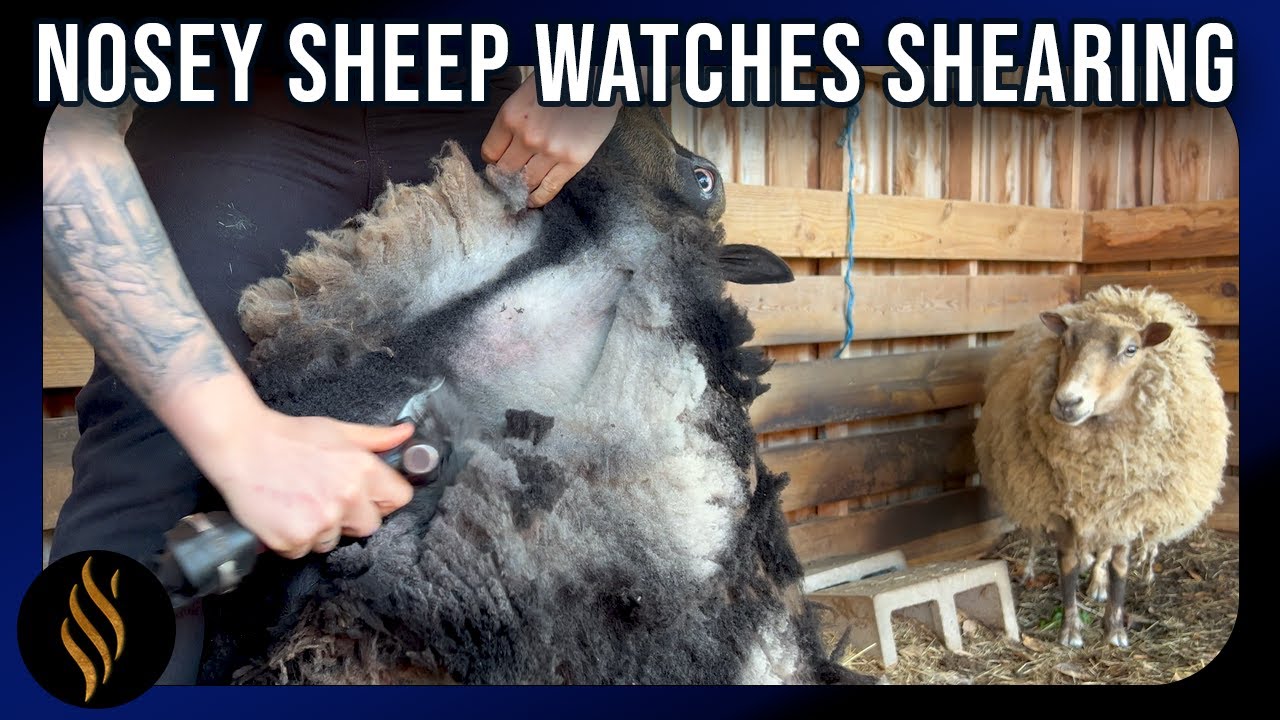 Nosey Sheep Watches Shearing - YouTube