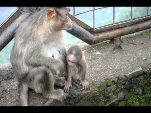 Monkey Bizness - YouTube