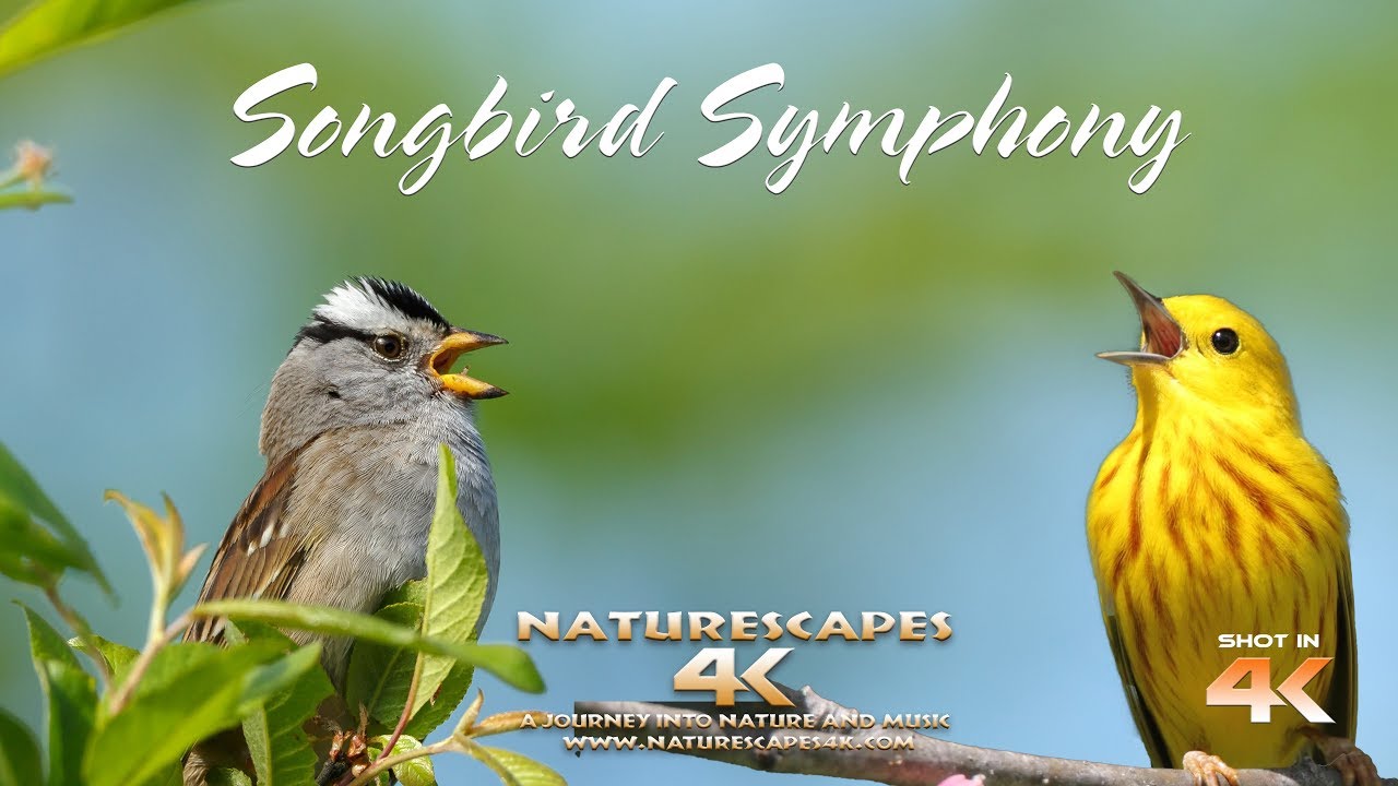 Songbird Symphony - VERY PEACEFUL MUSIC & NATURE SCENES - Relax-TV ...