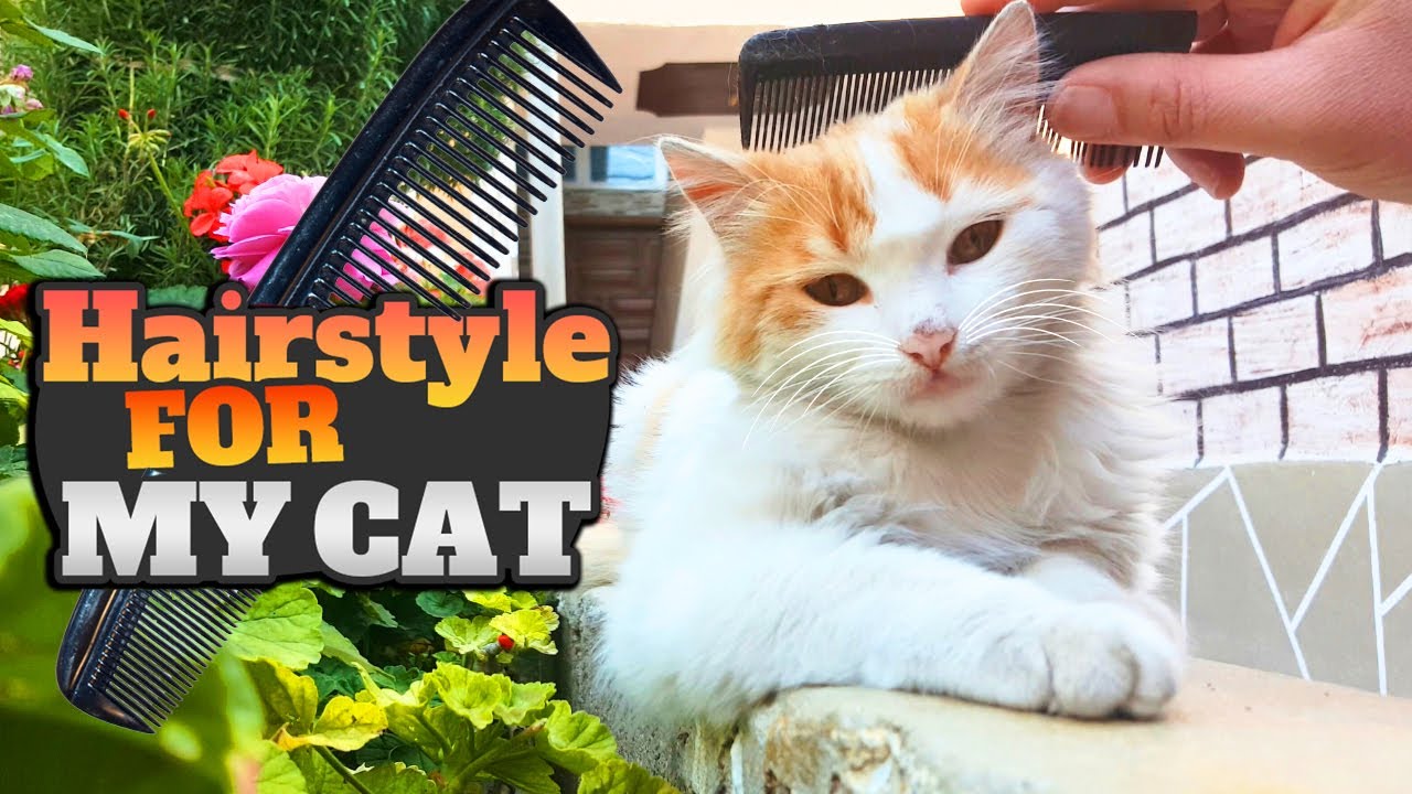 Easy Cat Hairstyles: Styling Your Feline Friend with a Comb - YouTube