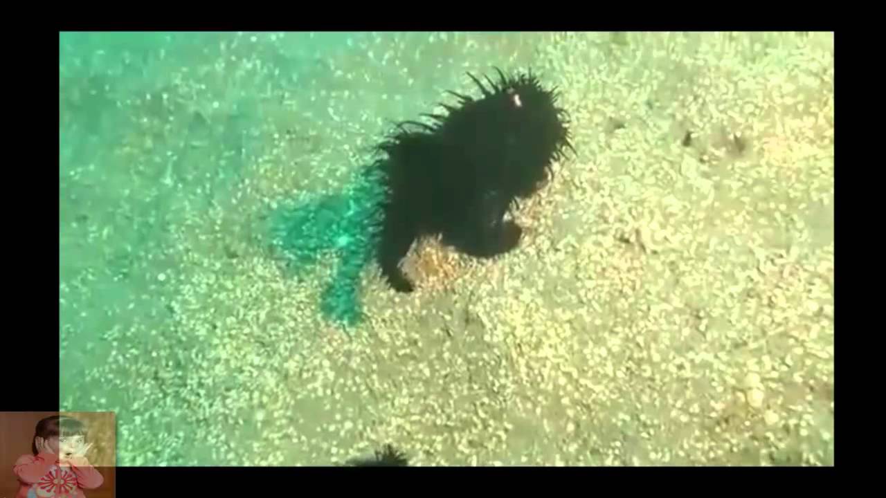 Ходячие рыбы. The walking fish. - YouTube