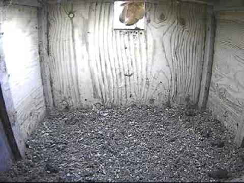 Barn owl wakes up, leaves box, stretches, poops - Barn Owl Trust, WildlifeTV