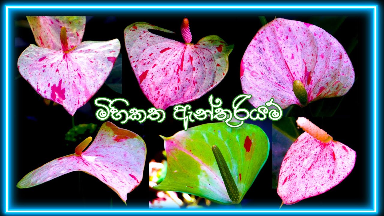 My Anthurium Collection | How To Care For Anthuriums | Rare Houseplants ...