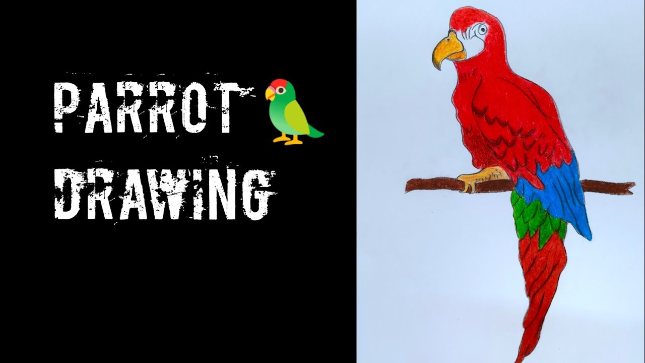 How To draw Parrot Drawing/Step By Step! - YouTube