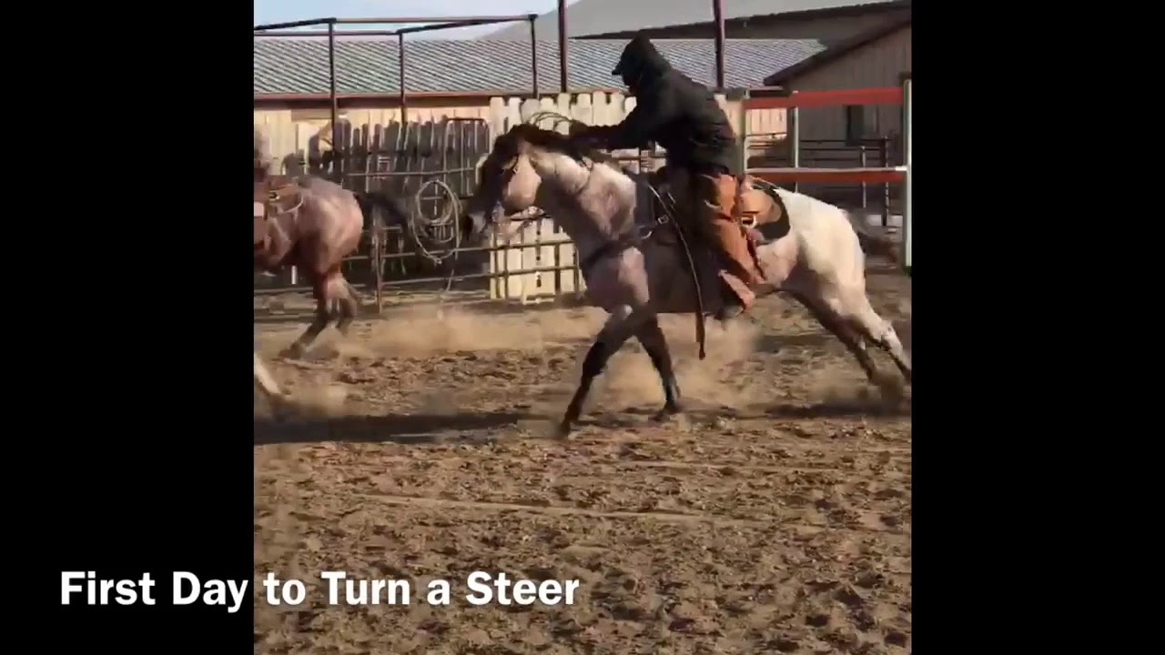 Metallic Malice- homozygous roan son of Metallic Cat - YouTube