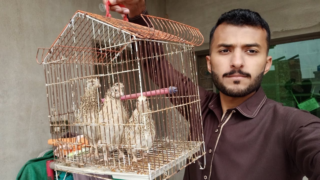 Tannie 3 din kay baby sy dar rahi ha 😦😿 | Bye Bye Gray Francolin 🤤 ...