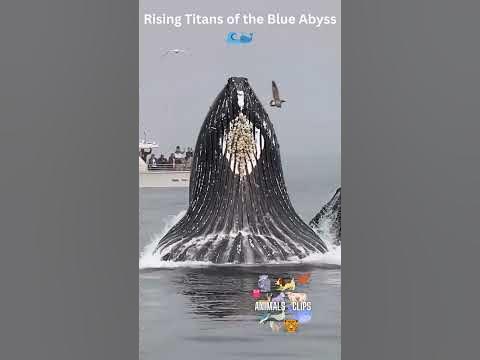 Dance of Giants: Blue Whales in the Wild - YouTube