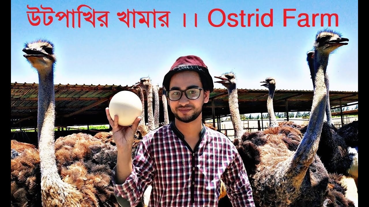 Ostrich Bird Farm উট পাখির খামার - YouTube