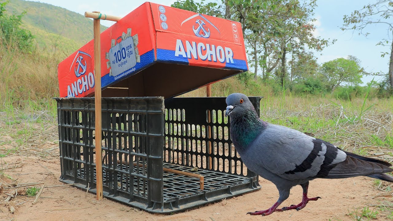 How To Make Easy And Automatic Bird Trap By Using Basket And ANCHOR Box ...
