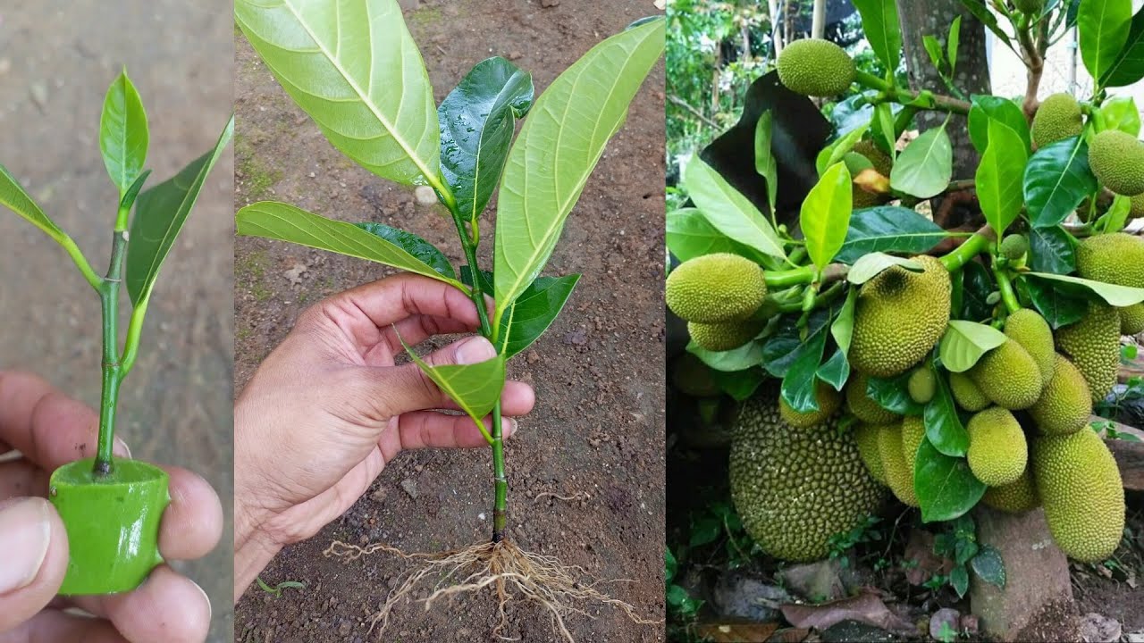 An easy trick to plant a jackfruit tree by stem cuttings - YouTube