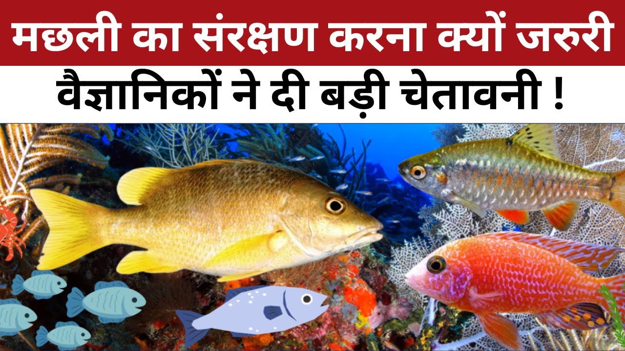 Fish video: मछली का संरक्षण करना क्यों जरुरी, वैज्ञानिकों ने दी बड़ी ...