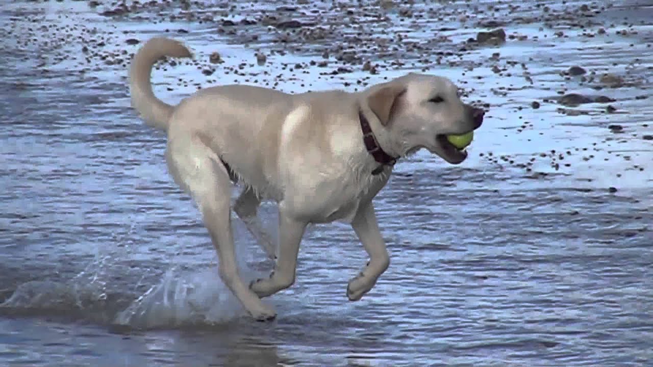 Baywatch - Sam the Lab does slow mo - YouTube