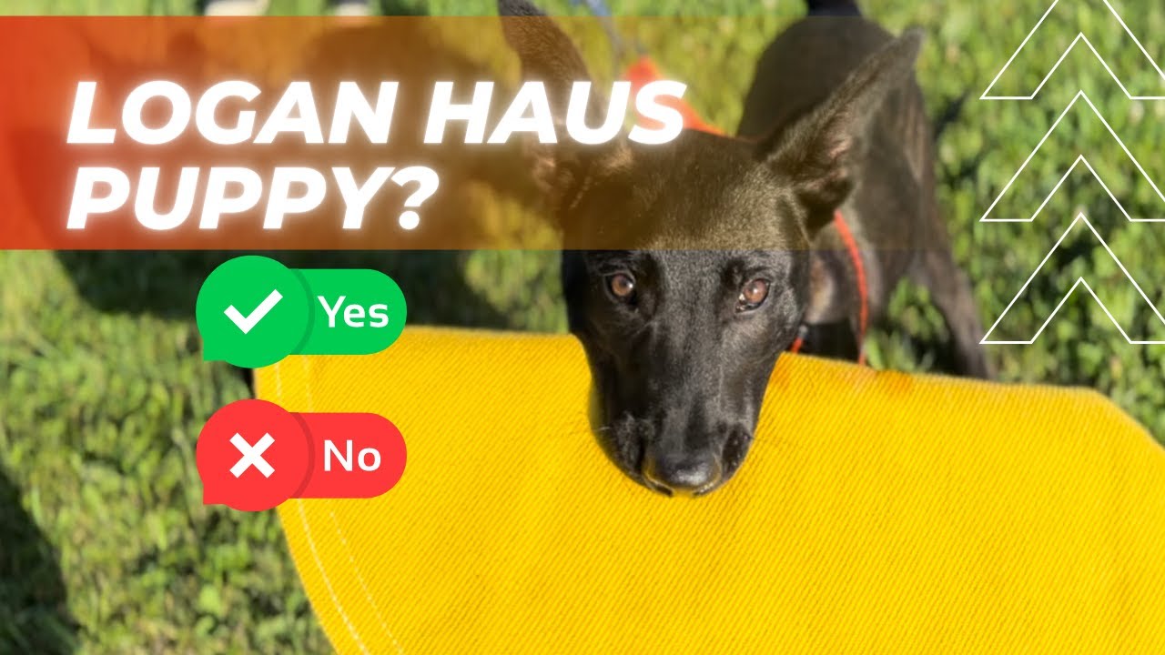 Logan Haus Puppy? Yay or Nay... Dutch Shepherd - YouTube