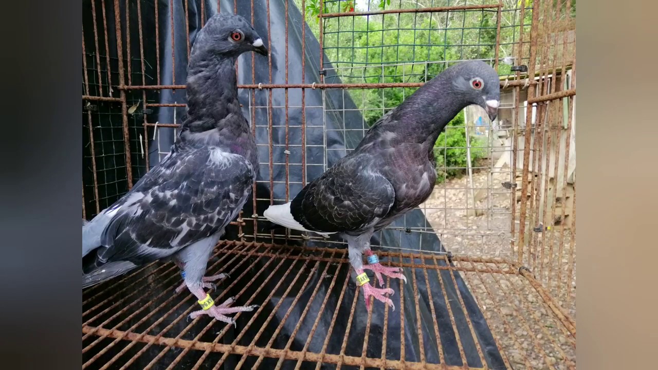 Palomos Morrilleros el Comienzo Proyecto de Javi el Morrillero de ...