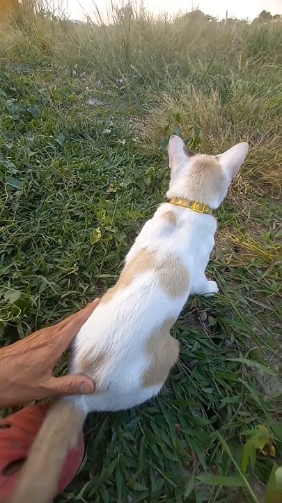 ถ้าเราจับหางเเมว จะเกิดอะไรขึ้นไปดูกัน #แมวน่ารัก #cat - YouTube