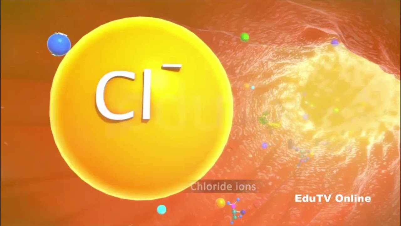 Human Blood-Biology ||Animated Video - YouTube