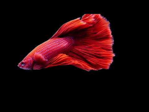 Betta fish(Siamese) fighting fish splendens  video-4k Nature(Ultra HD) | Nature's Sweet Tales