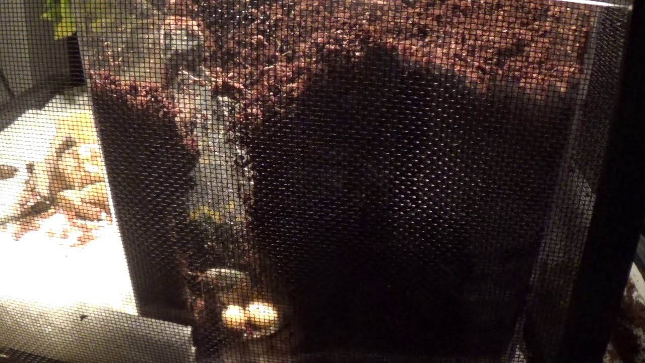 Female Veiled Chameleon Laying Eggs continued - YouTube