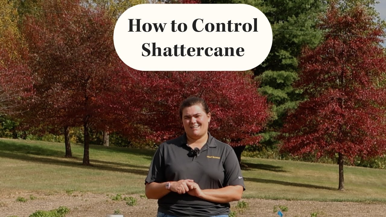 How to Control Shattercane | Emma Gaither - YouTube