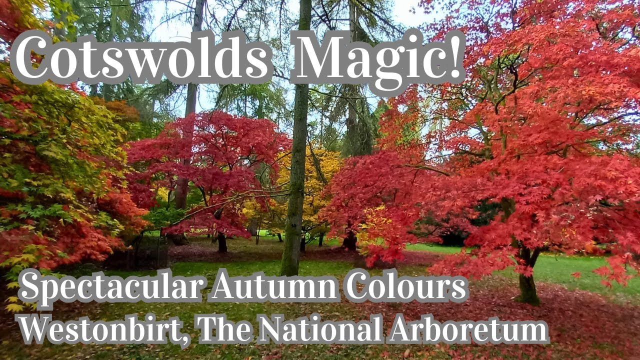 COTSWOLDS MAGIC!- ENJOY SPECTACULAR AUTUMN COLOURS AT WESTONBIRT ...
