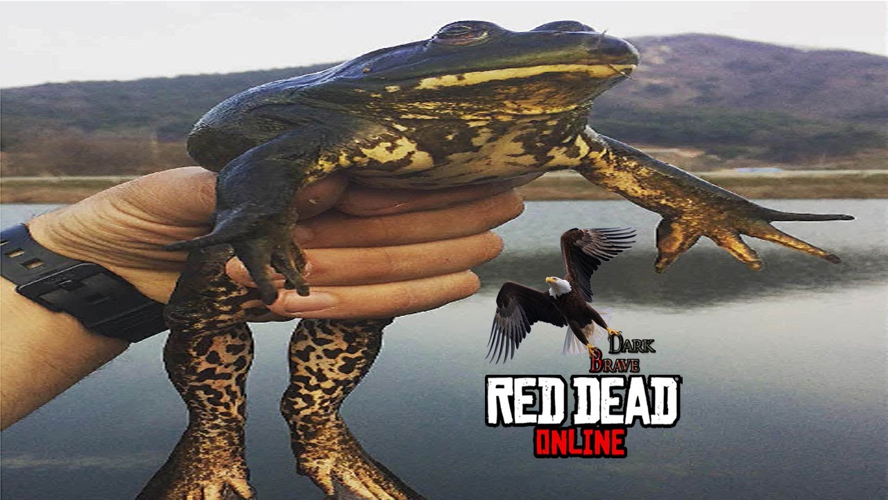 Red Dead Online - American Bullfrogs collected - YouTube