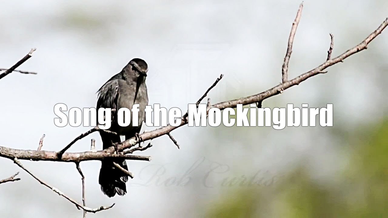 Song of a cat mockingbird in nature - YouTube