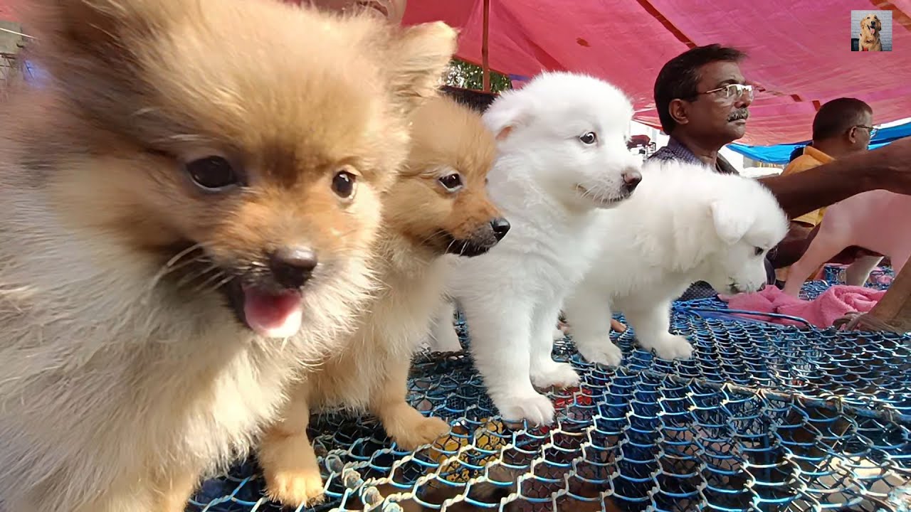 Cheap Price Dog in Kolkata | Galiff Street Pet Market In Kolkata ...