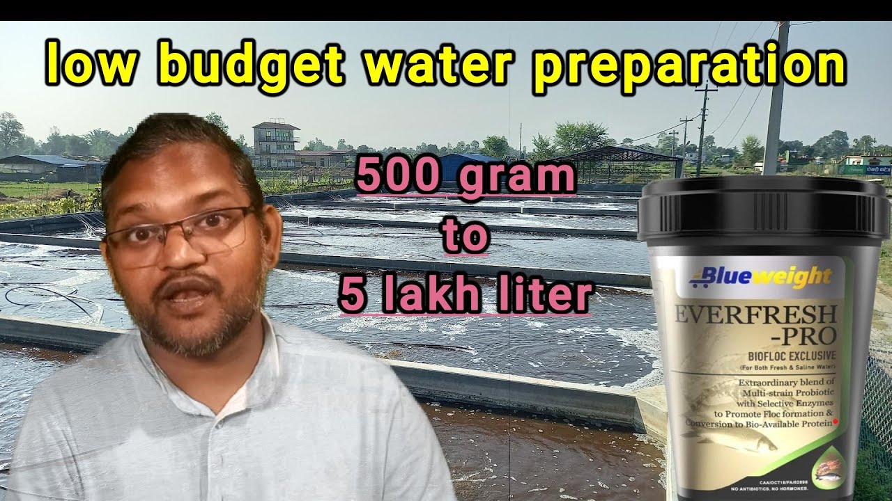 new biofloc water preparation update enhancing aquaculture productivity ...