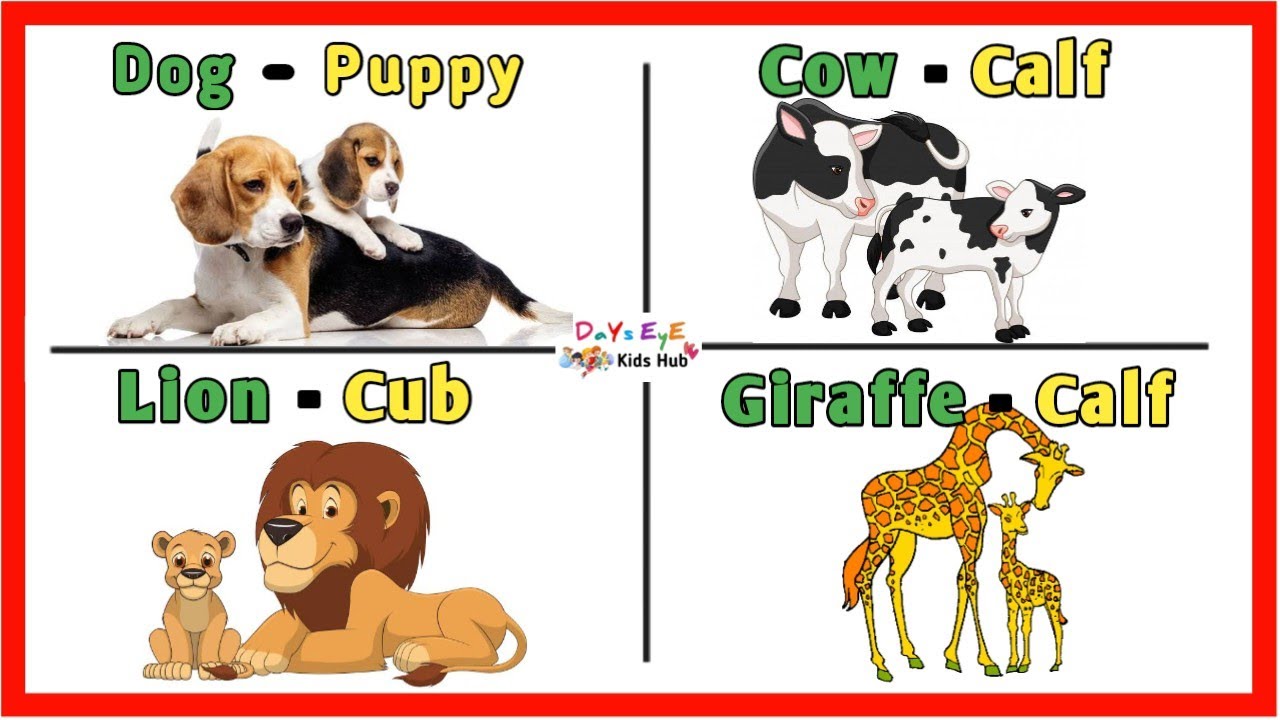 Animals and their Young ones | Animals and their babies | Animals ...