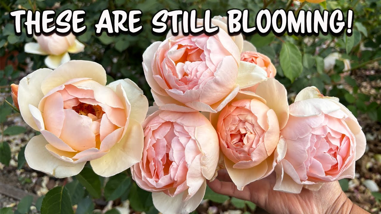 Rose Garden Update! What's Blooming In June? - YouTube
