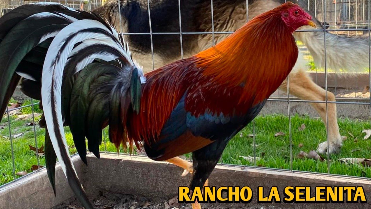 Sweater Giros Grey Albany - RANCHO LA SELENITA - YouTube