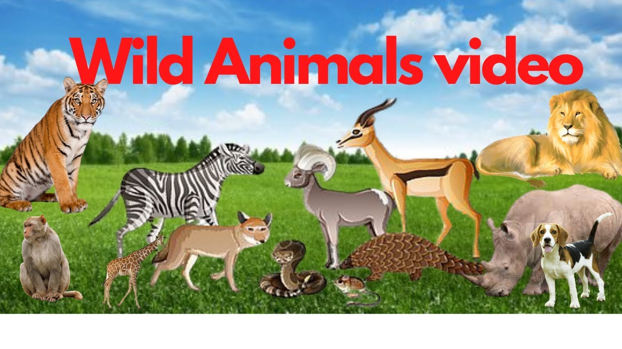 Wildlife Animals 4k Video || Wild Animals Sound 4k Video in jungle ...