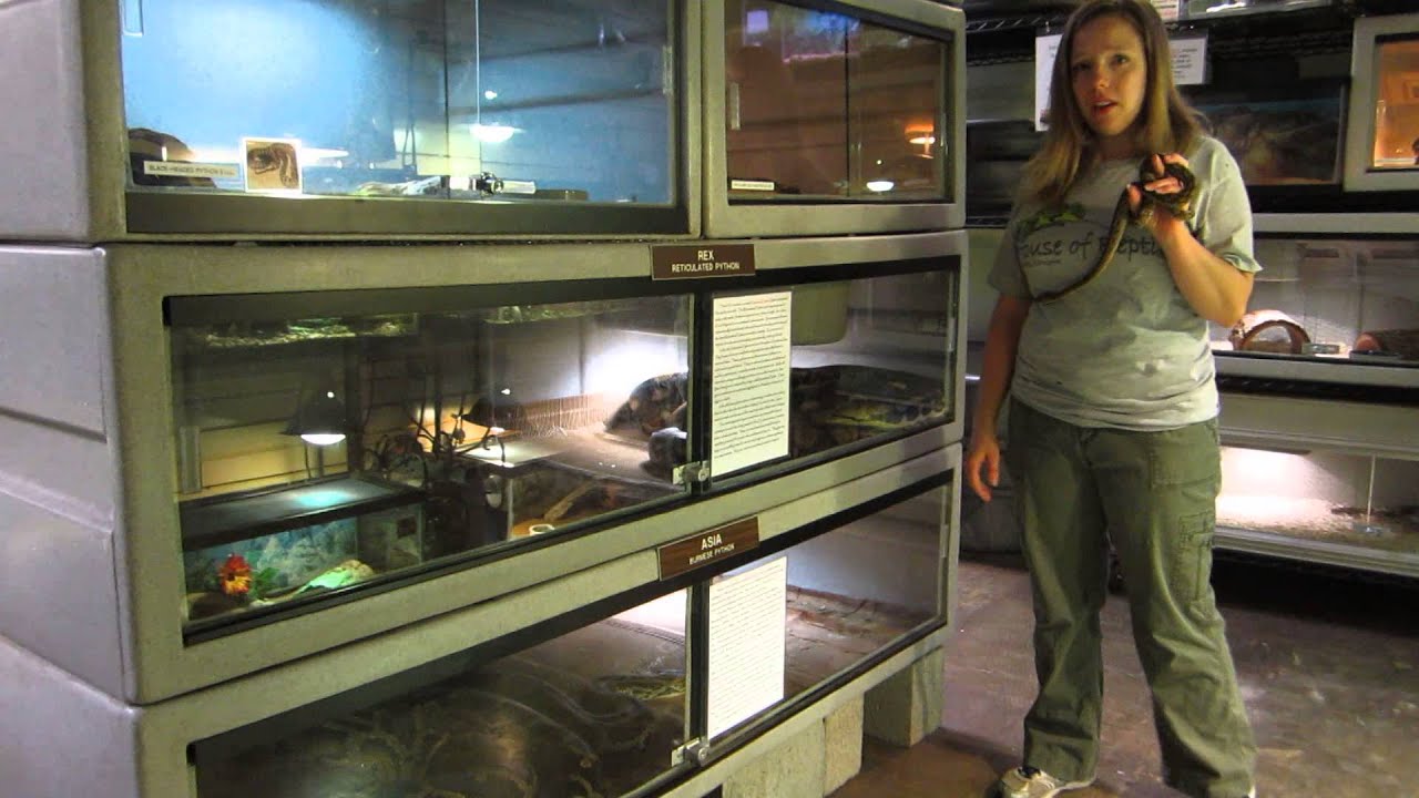 House of Reptiles, Portland, Oregon area - Animal Spotlight (Super Dwarf Reticulated Python ...