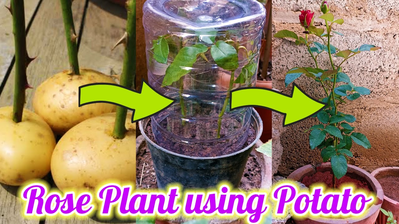 How to propagate Rose cuttings in Potatoes for faster rooting & growth ...