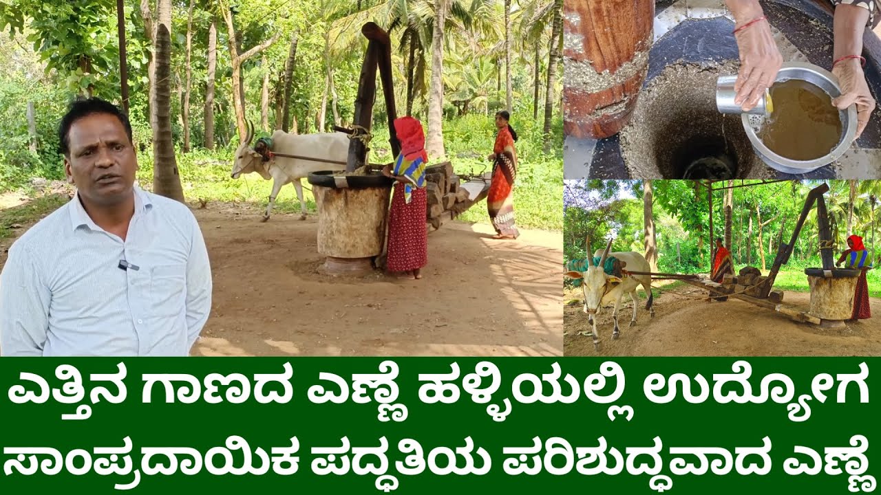 ಎತ್ತಿನ ಗಾಣದ ಎಣ್ಣೆ | ಸಾಂಪ್ರದಾಯಿಕ ಪದ್ಧತಿಯ ಪರಿಶುದ್ಧ ಎಣ್ಣೆ | bull driven ...