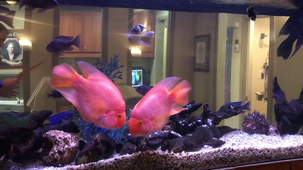 01 03 Kissing Fish - YouTube