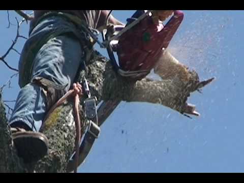 Extreme Tree Cutting - YouTube