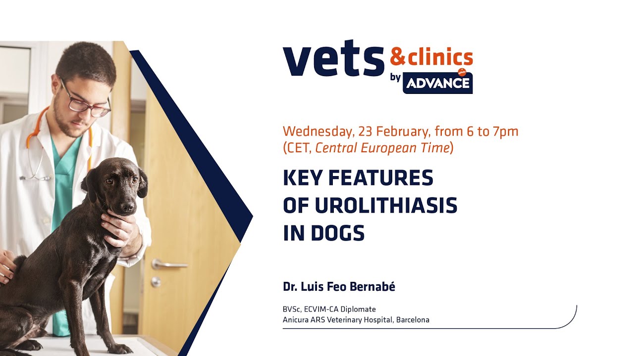 10. INT - Key features of urolithiasis in dogs - YouTube