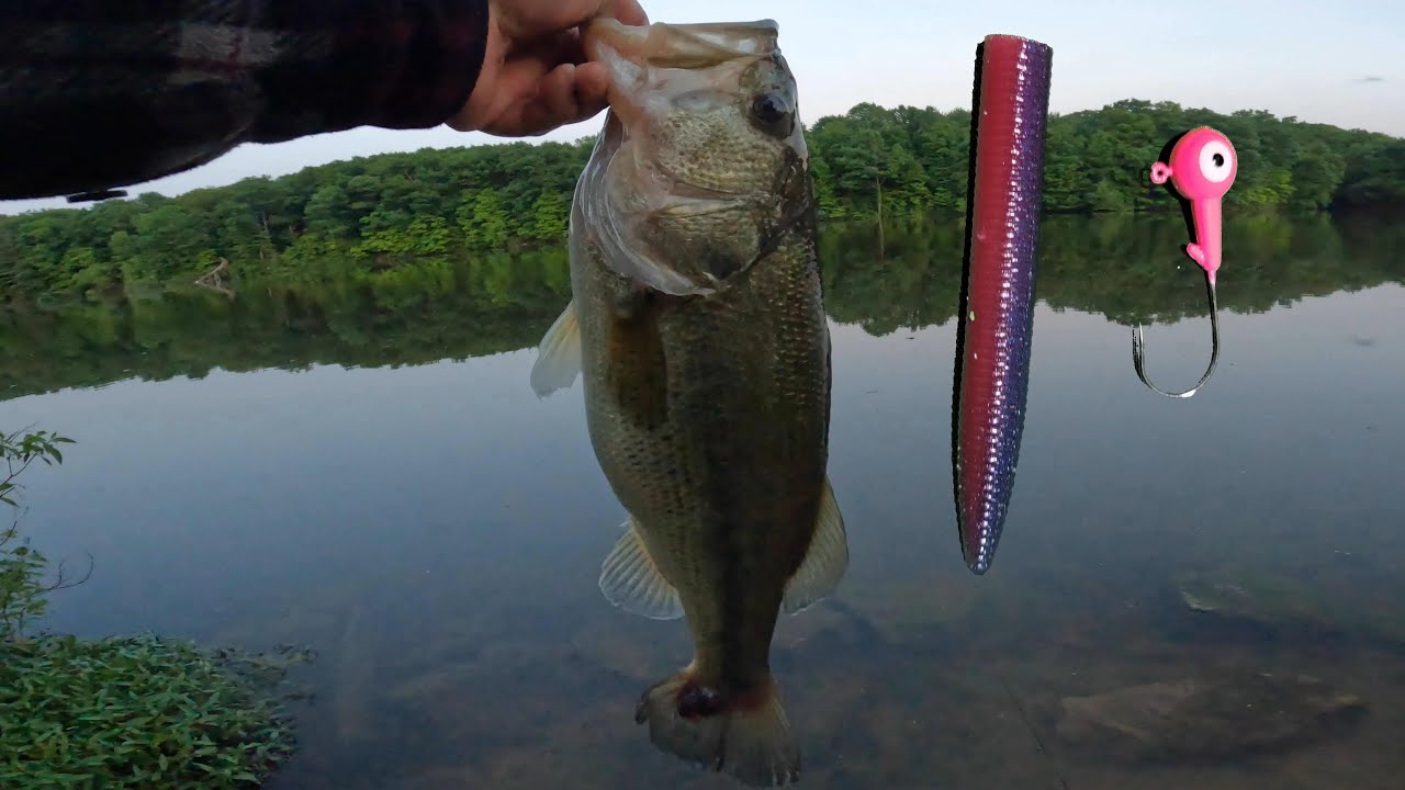 Catching Largemouth Bass With Modified Ned Rig (June 22) - YouTube