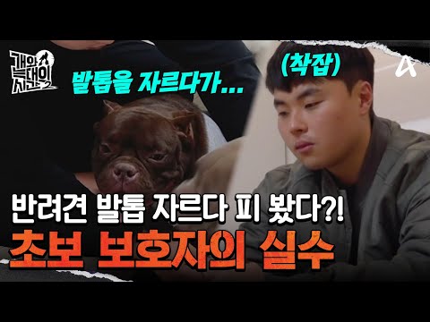 모든 것이 서툰 초보 보호자! 발톱 자르다가 피 봤다?! 영문도 모른 채 병원으로 떠난 삼두 | 개와 늑대의 시간2 11 회