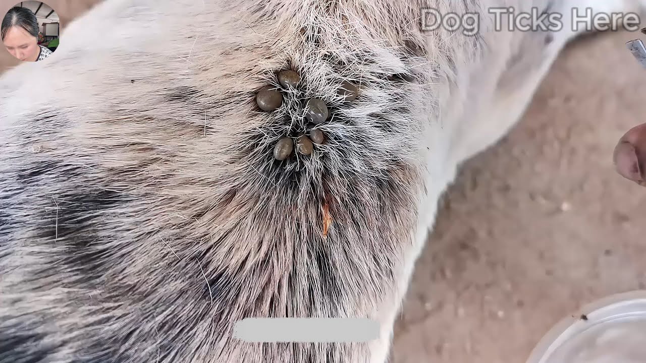 Removing 1000 Giant Ticks From Poor Dog - How to Completely Removed ...