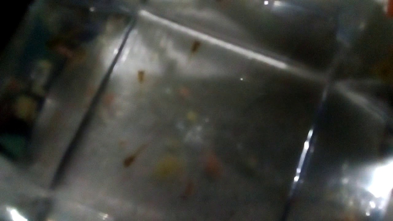 Por fin ya nacieron 😮😮los bebés de mi pez 😍 - YouTube