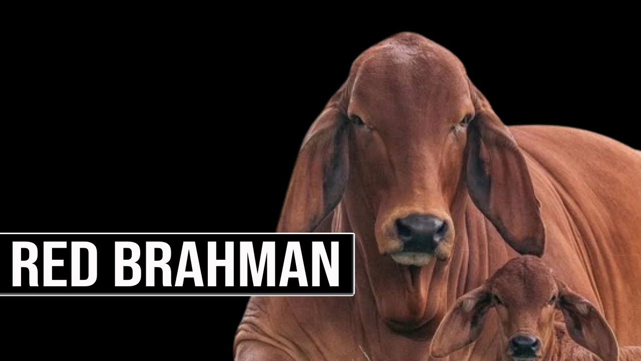 🔴 RED BRAHMAN Adaptation To The Tropical Climate Biggest Bulls And Cows ...