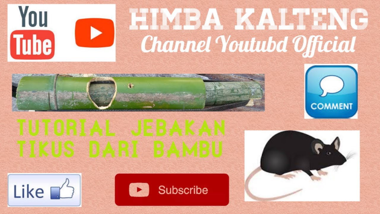 Tutorial Membuat Jebakan Tikus Menggunakan Bambu (Sarompok) - YouTube