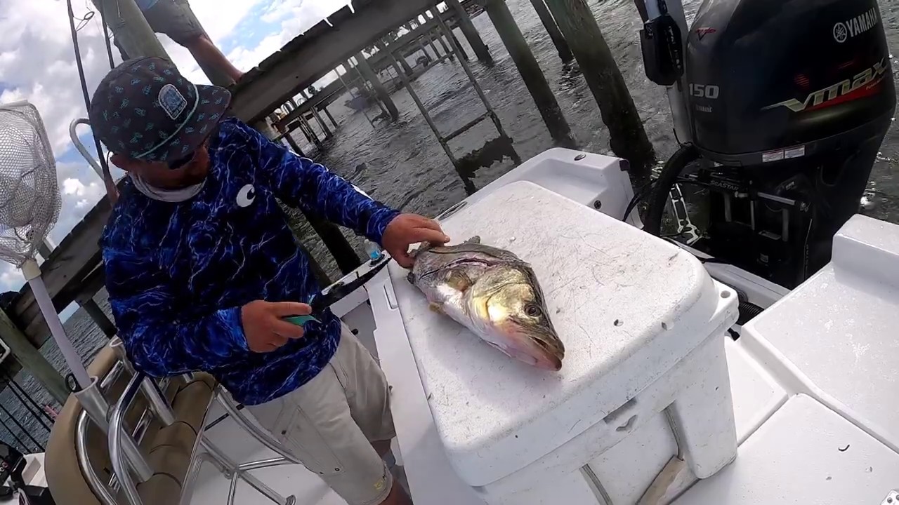 How to Clean a snook with fillets and cheek meat - YouTube