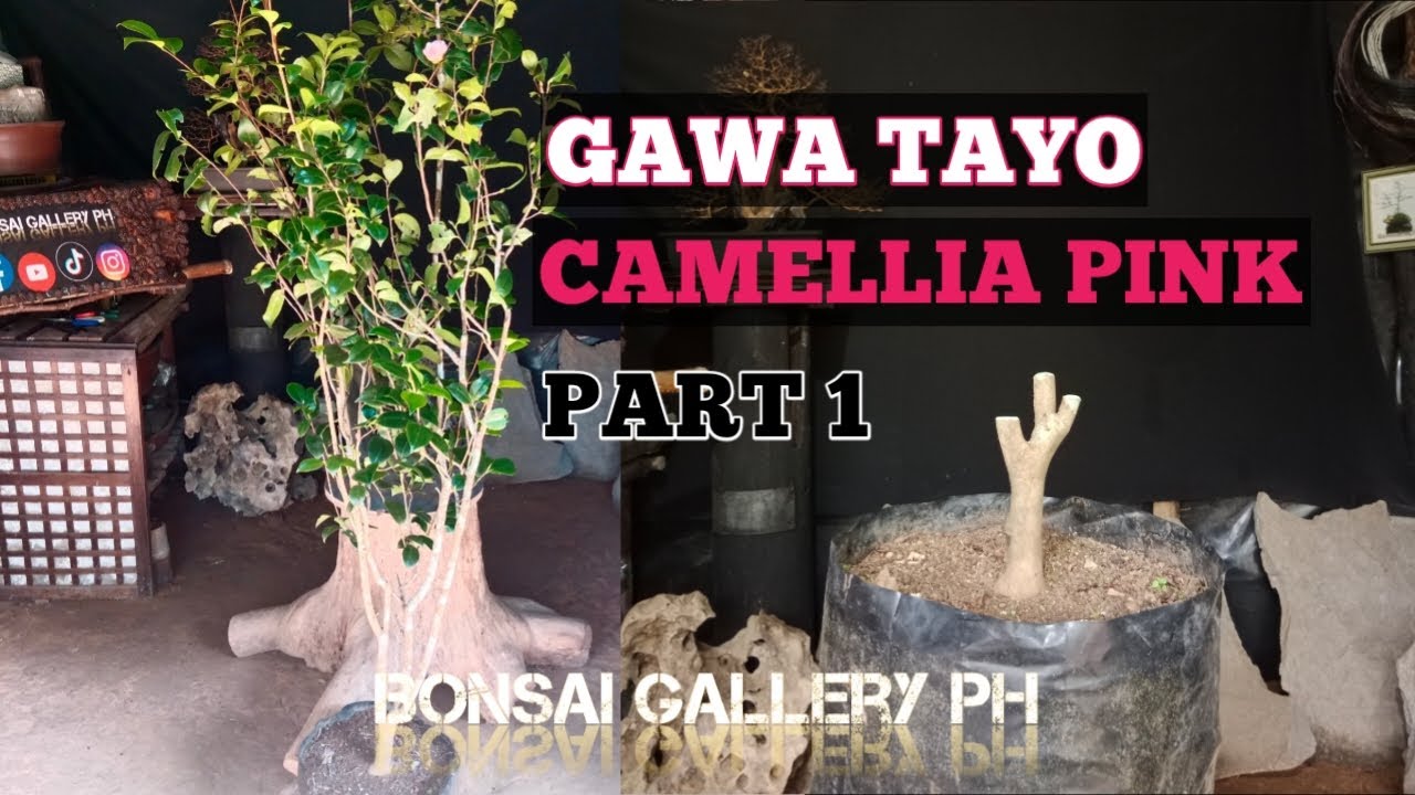 gawa tayo camellia tree para sa bonsai material - YouTube