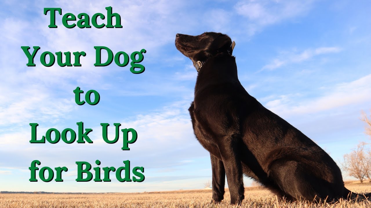 The Best Way To Teach Your Dog to Look Up for Birds - YouTube
